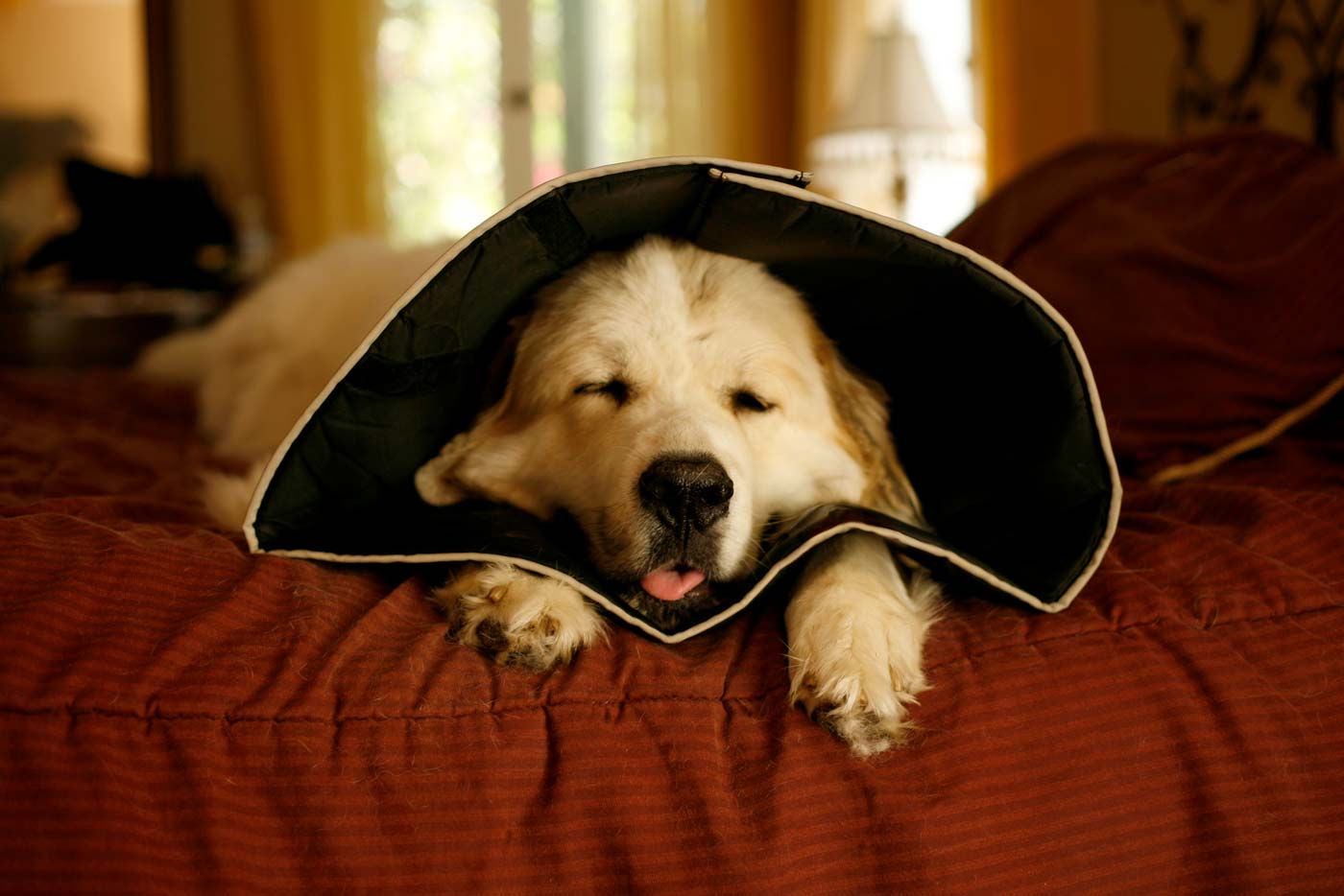 Dog Breed Advice Names the Comfy Cone One of The Top Ten Best Dog Cones ...